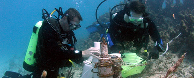 CPCe Research Software | NSU Halmos College of Arts and Sciences